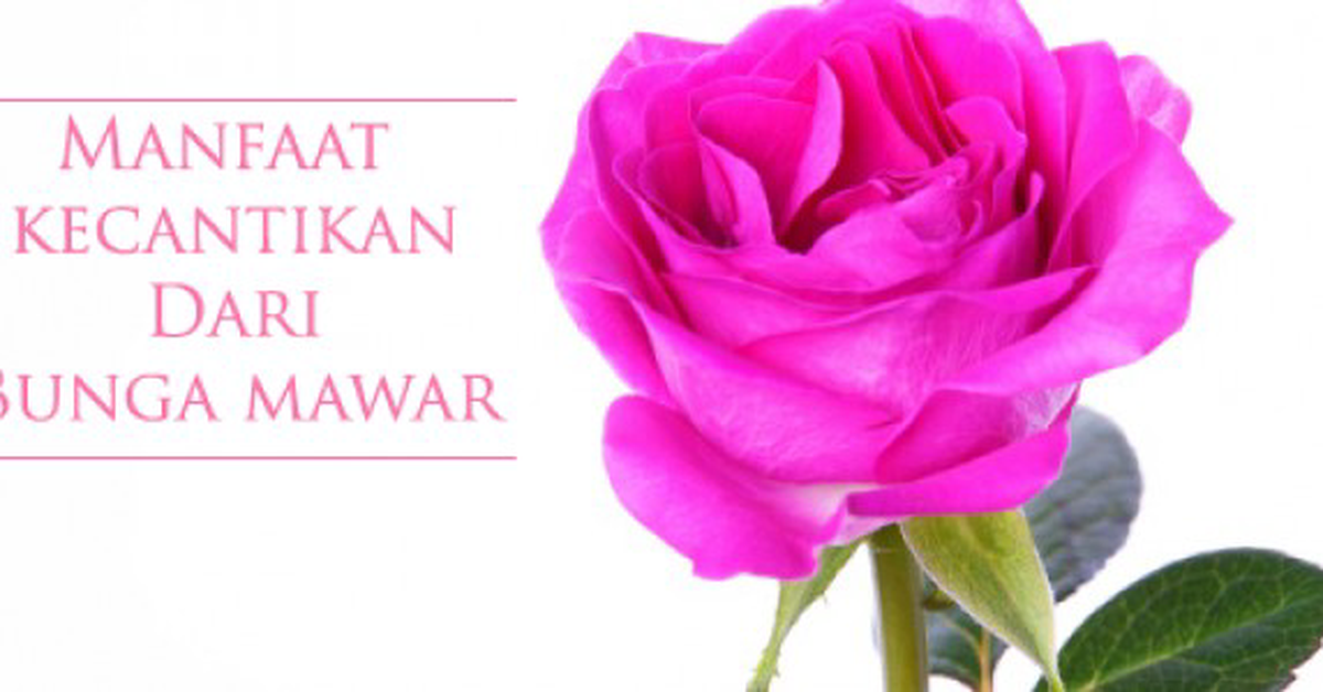Manfaat Kecantikan dari Bunga Mawar