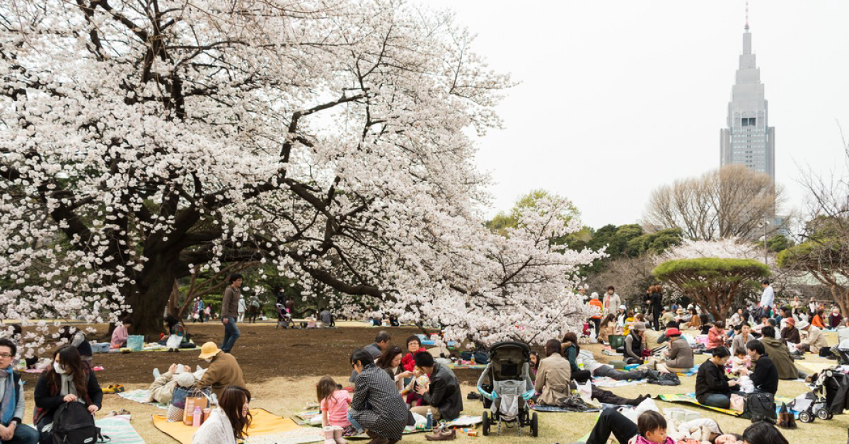 Hanami, Hal Wajib yang Harus Kamu Lakukan di Jepang Saat Musim Semi